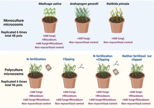 Mycorrhizal And Rhizobial Interactions Influence Model Grassland Plant 